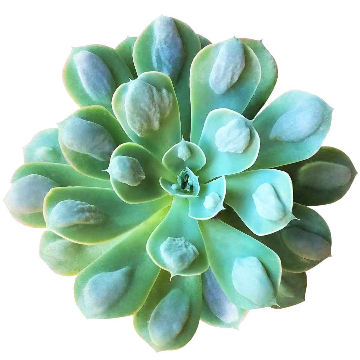 Echeveria Raindrops (2"+ Plastic Pot) - Tiny, Lovely, Easy to Care Succulents - Live Succulents ...