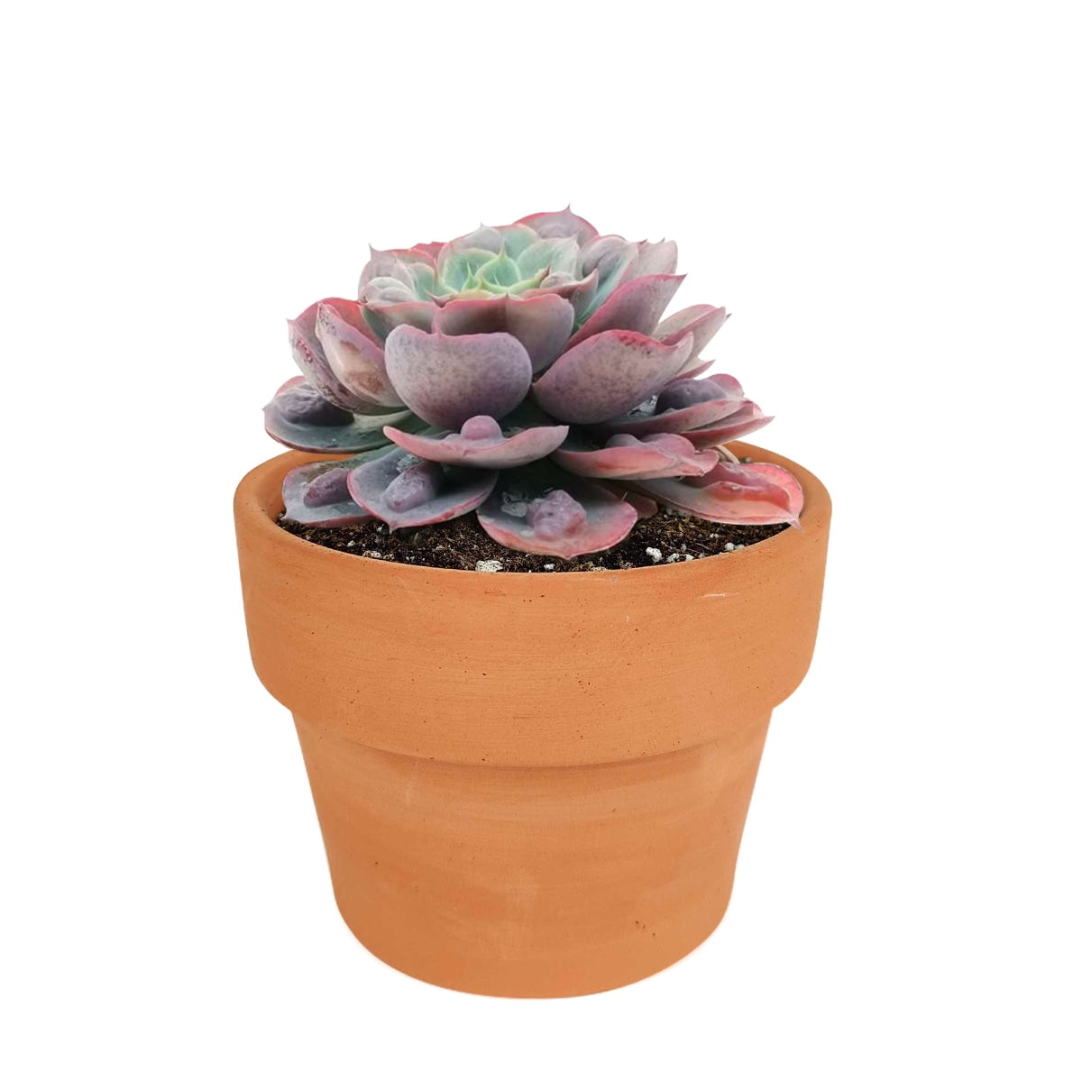 Echeveria Raindrops (4"+ Clay Pot) - Tiny, Lovely, Easy to Care ...