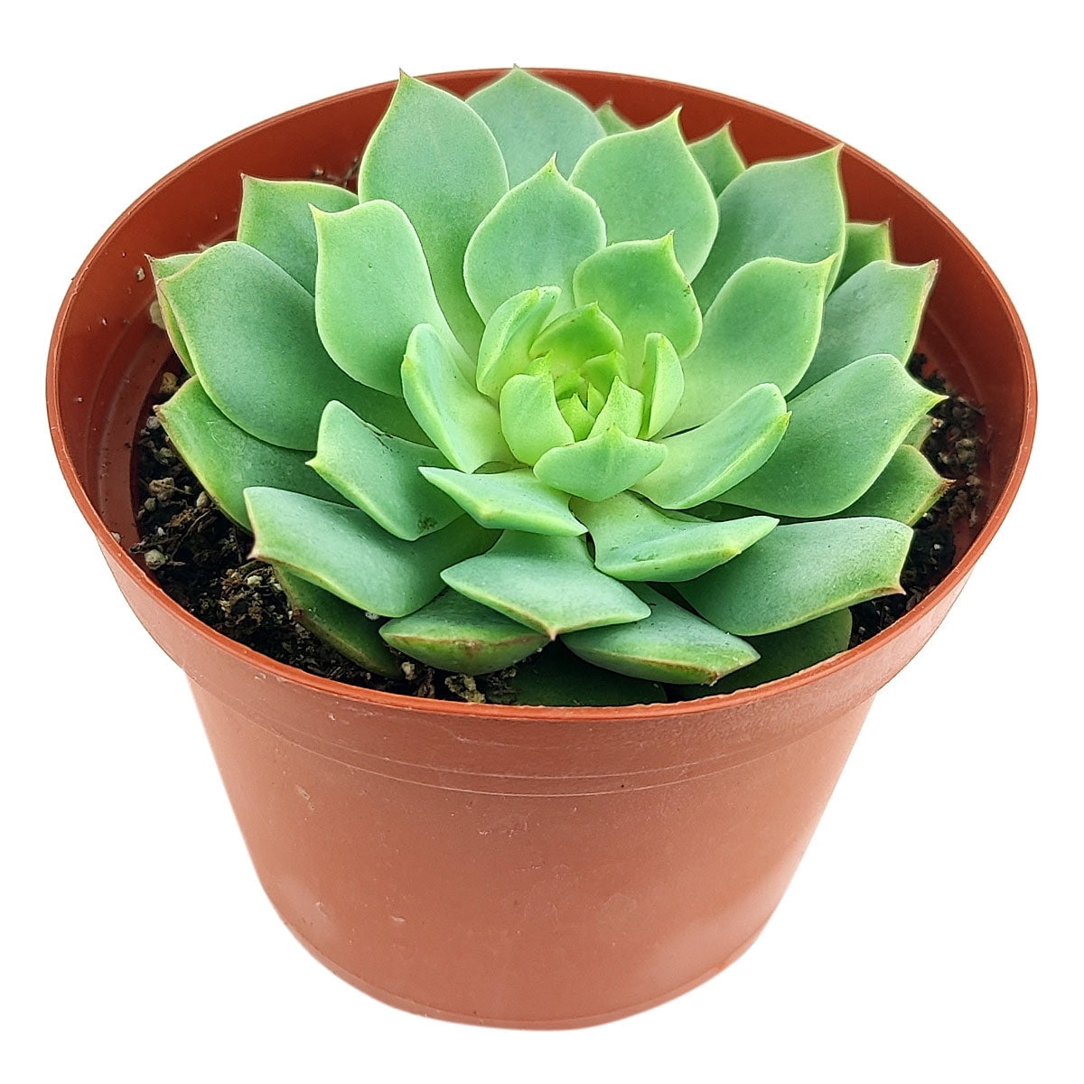 Echeveria Ramillette (4"+ Plastic Pot) - Mexican Hens and Checks - Tiny ...
