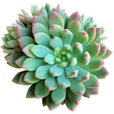 Echeveria Sedeveria Blue Elf (2"+ Plastic Pot) - Tiny, Lovely, Easy to ...