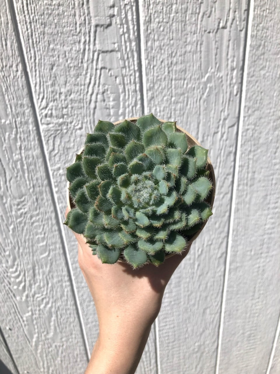 Echeveria Setosa "FO-42" Succulent - 3.5 inch Potted Succulent Plant ...