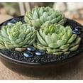 Echeveria Succulents Live Plants, Well Rooted, Live Echeveria ...