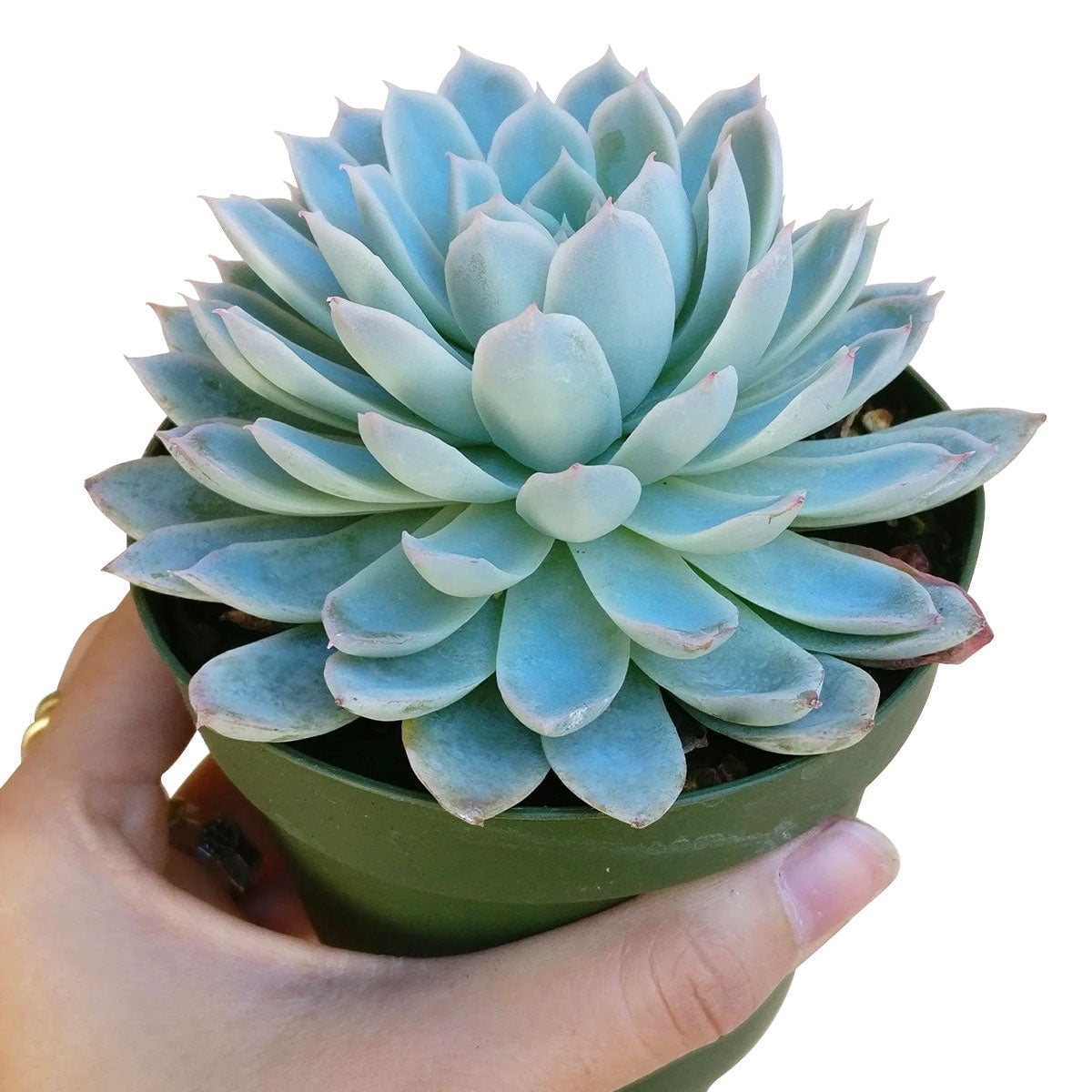 Echeveria Violet Queen (4"+ Plastic Pot) - Tiny, Lovely, Easy to Care Succulents - Live ...