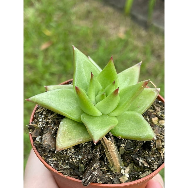 Echeveria agavoides, Molded-Wax Agave, in 3 inch Pot, Super Filled ...