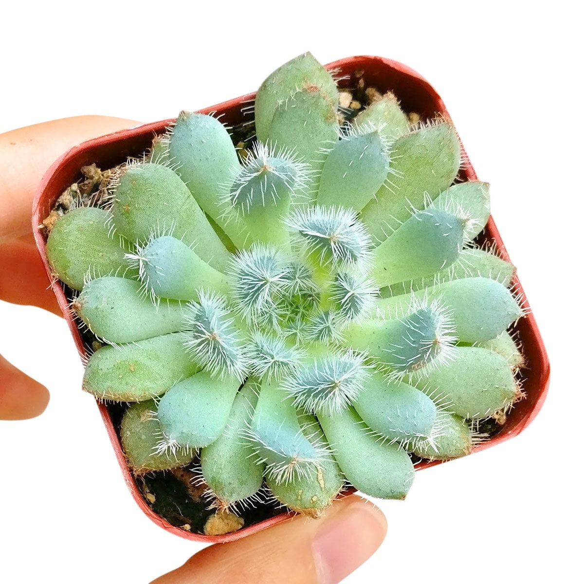 Echeveria setosa var. Deminuta (2"+ Plastic Pot) - Tiny, Lovely, Easy ...