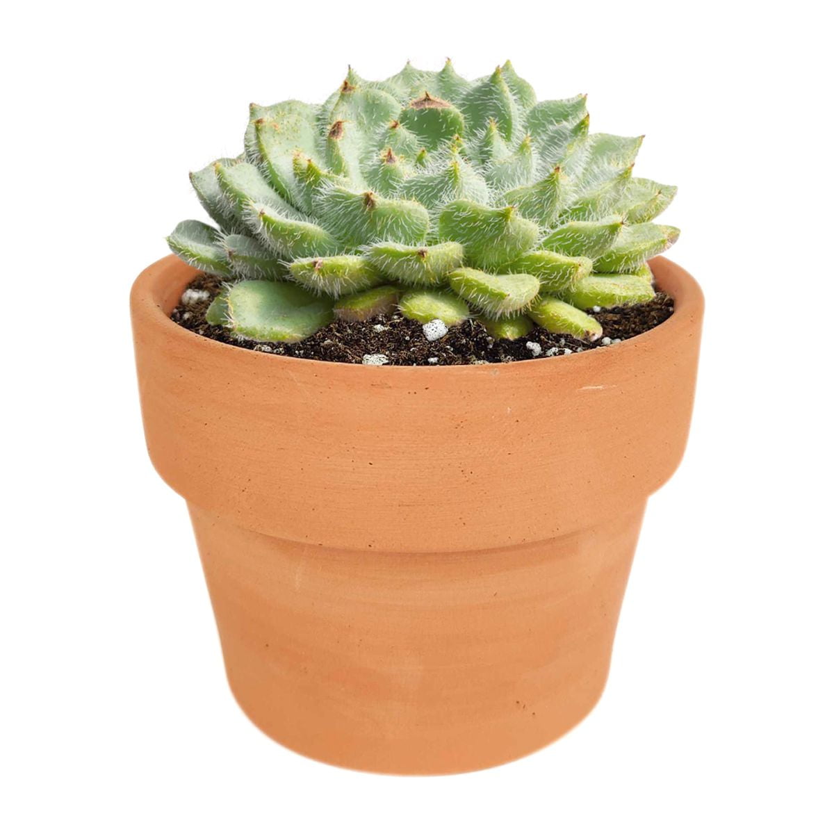 Echeveria setosa var. Deminuta (4"+ Clay Pot) - Tiny, Lovely, Easy to ...