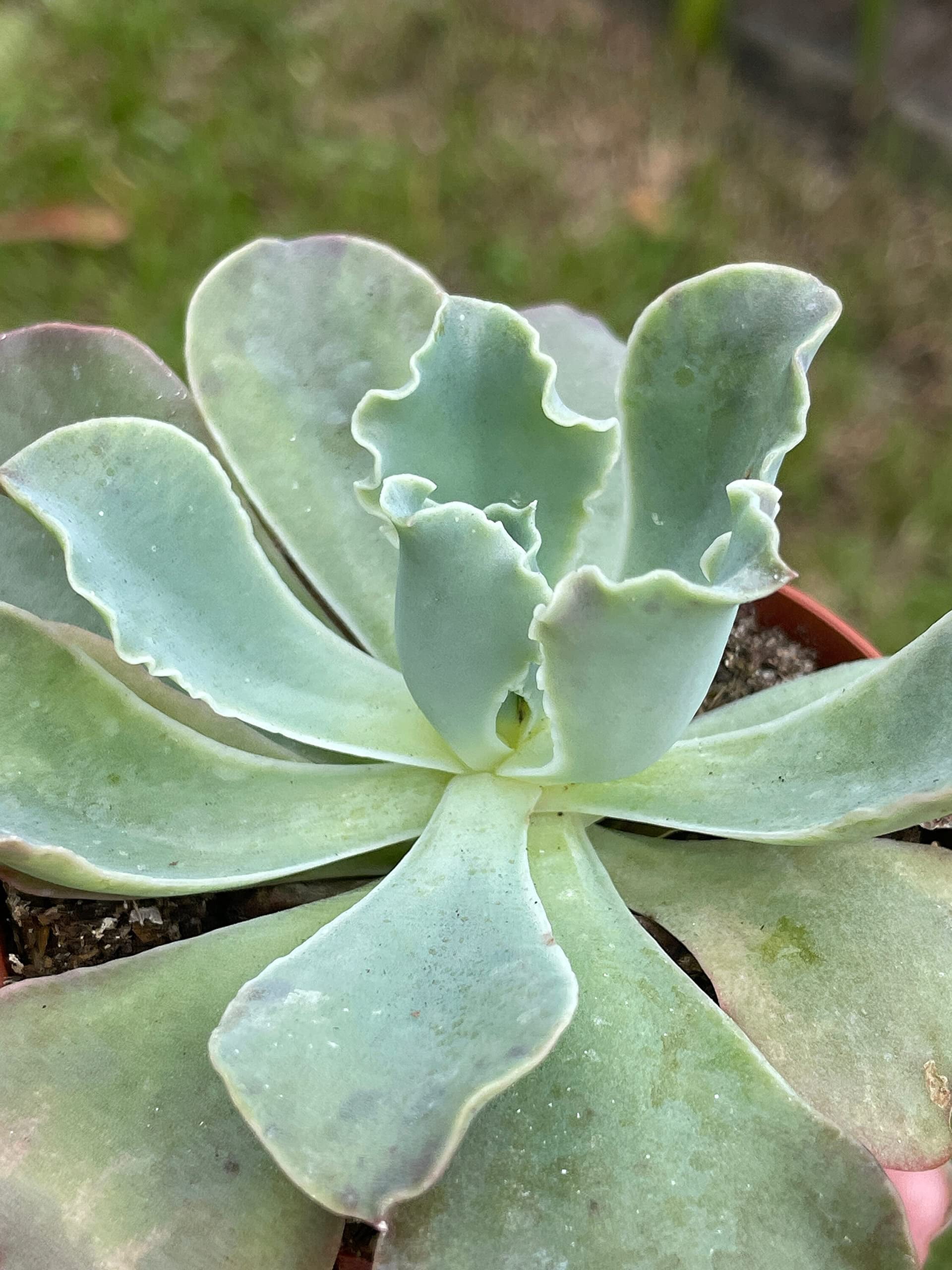 Echeveria shaviana, Mexican hens and Chicks, in 3 inch Pot, Super ...