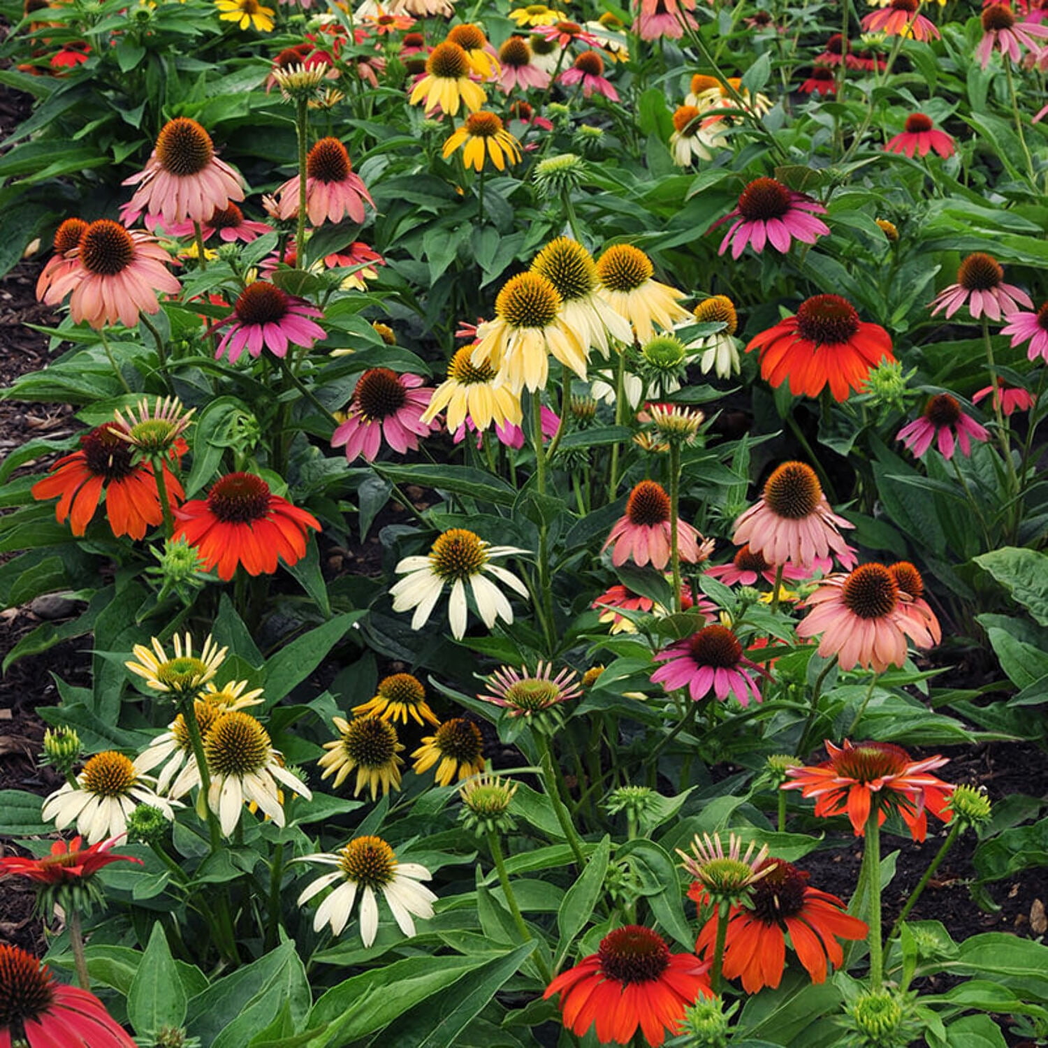 Echinacea Cheyenne Spirit Mix Seed - Walmart.com