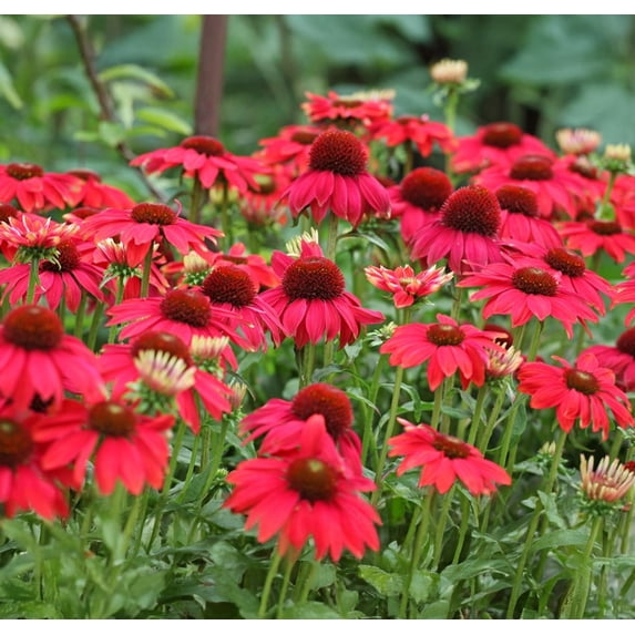 Echinacea Red Live Plant for Planting, Well Rooted Plug, Red Coneflower ...