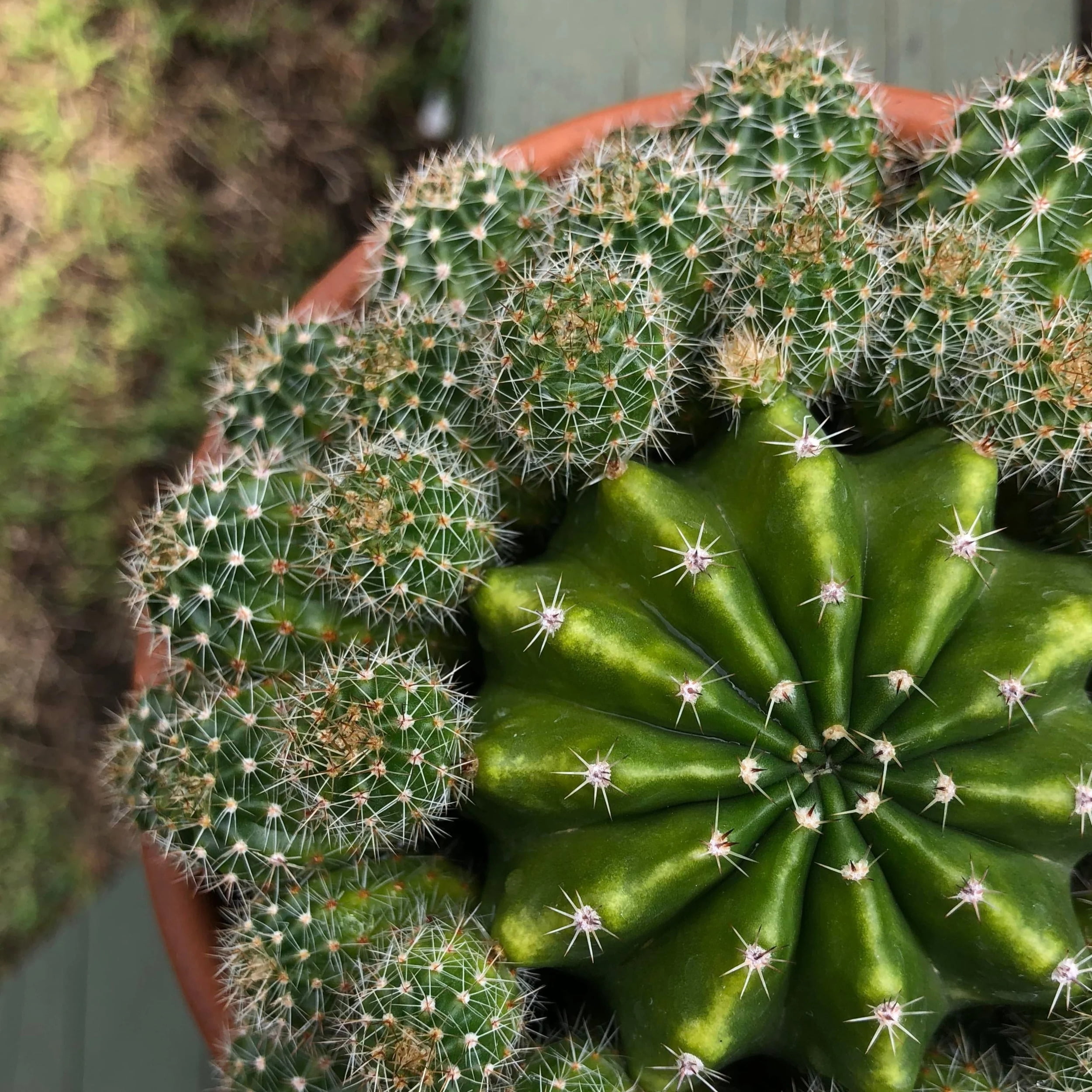 Echinobivia Rainbow Burst Cactus - Walmart.com