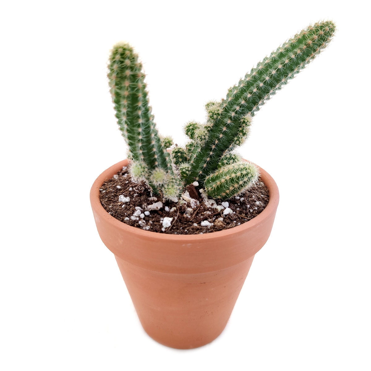 Echinopsis chamaecereus Peanut Cactus (4"+ Clay Pot) - Tiny, Lovely ...