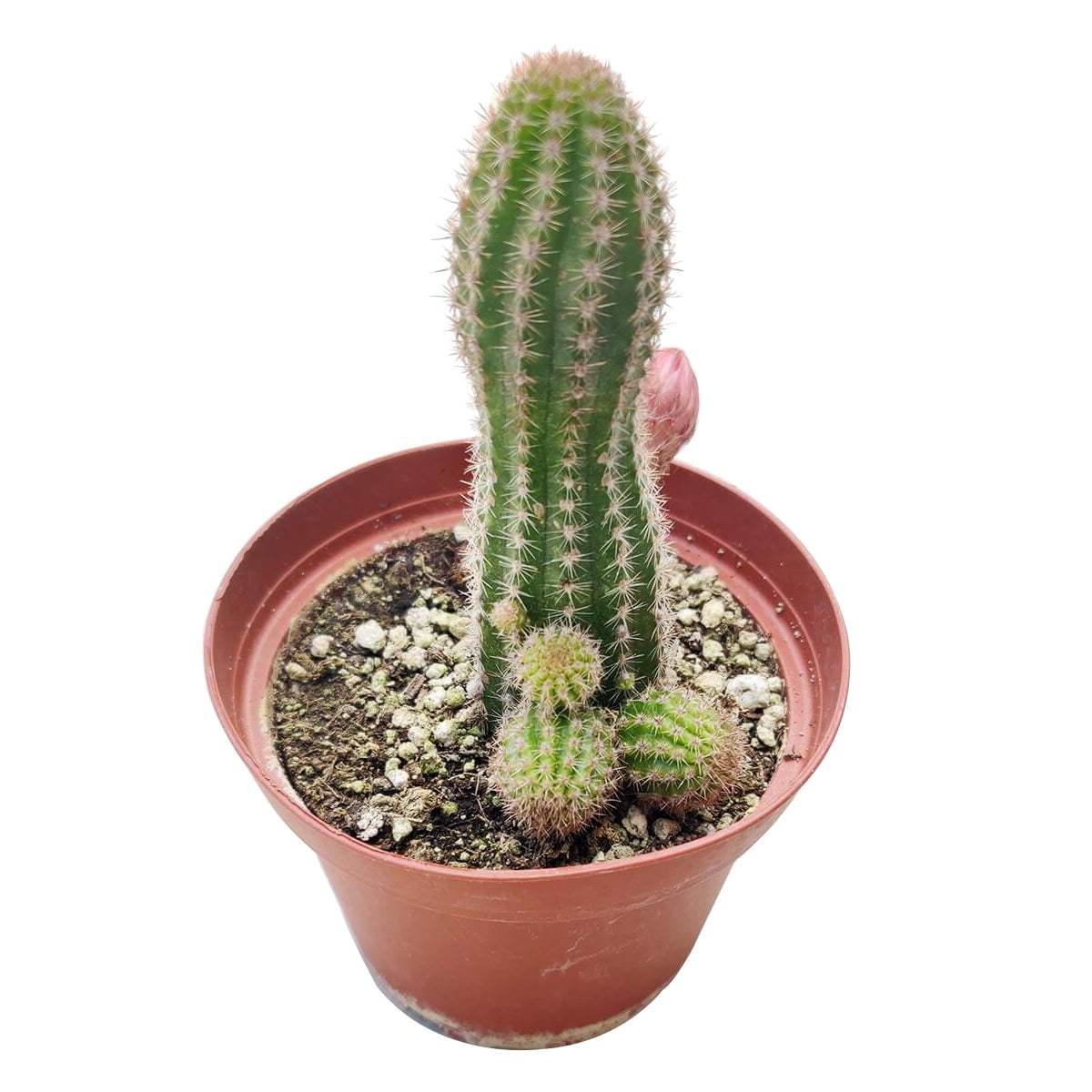 Echinopsis chamaecereus Peanut Cactus (4