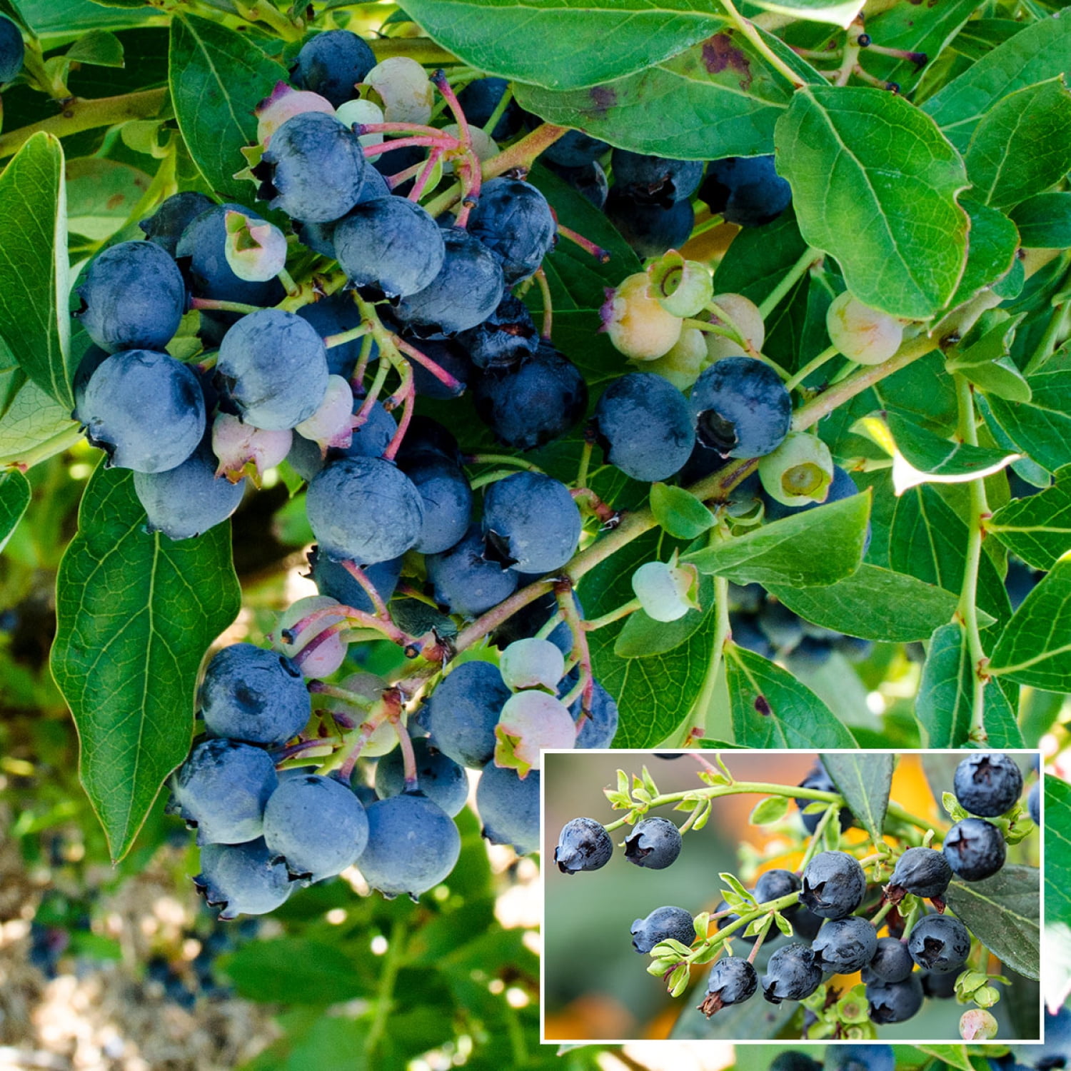 Echo Blueberry Bush Potted Fruit Bearing Plant, in a 2.50 Qt. Pot ...