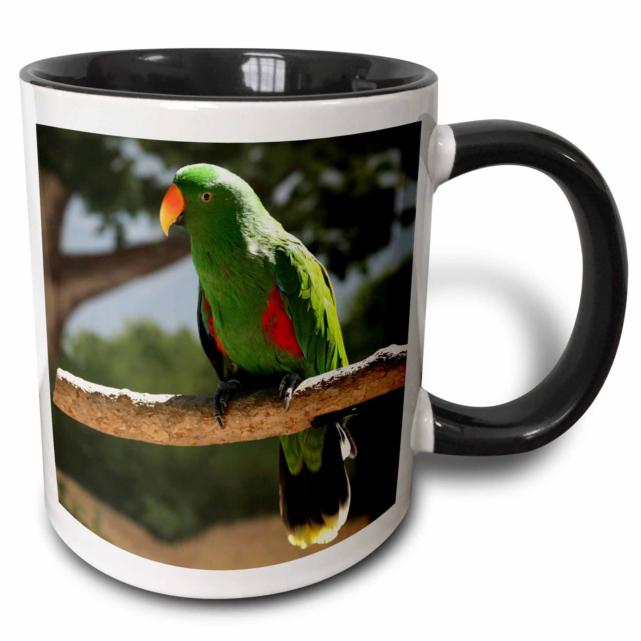 3drose, Ecletius Parrot Tropical Bird, Sacramento Zoo - Us05 Tau0075 ...