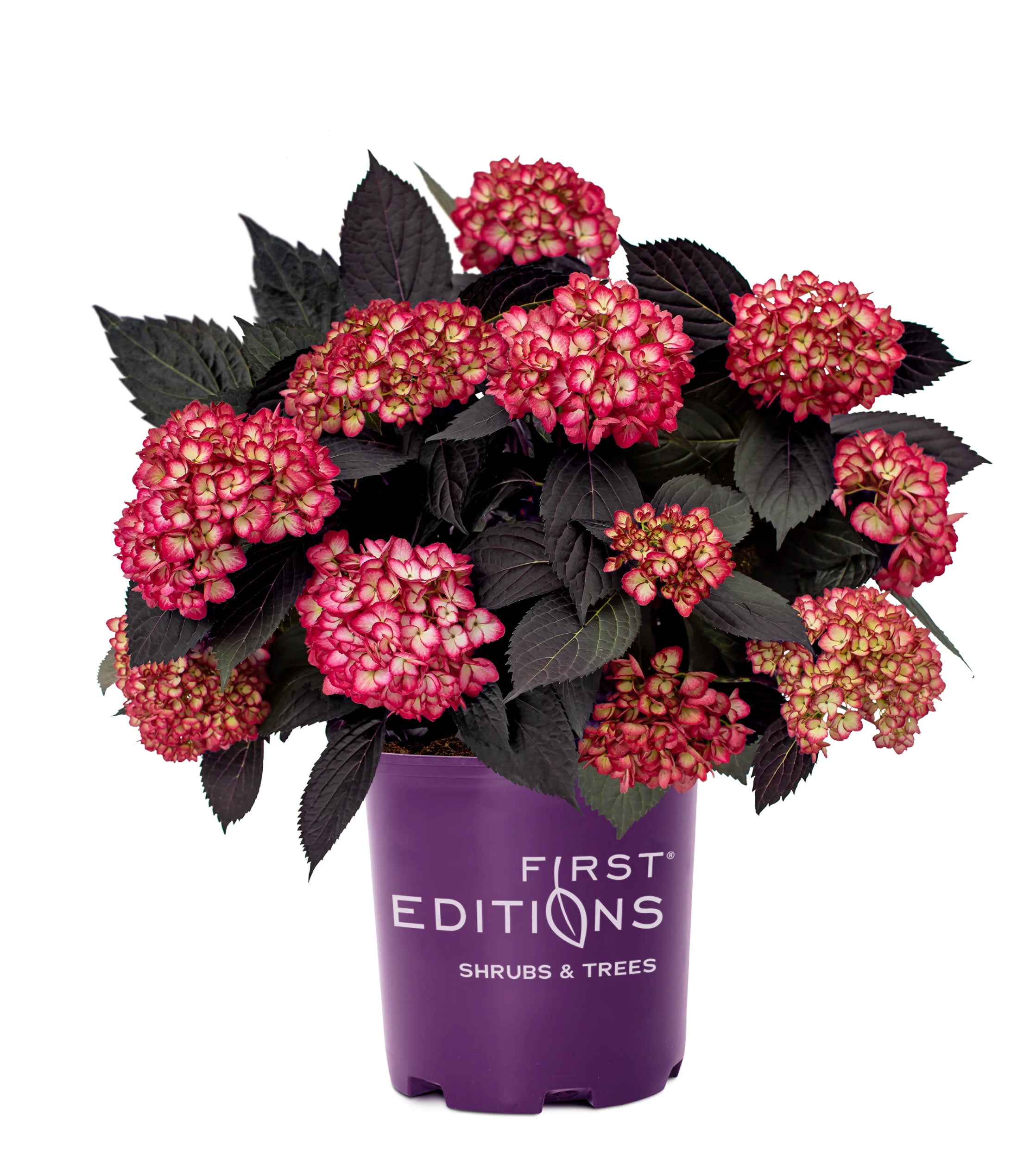 Eclipse® Bigleaf Hydrangea - Walmart.com