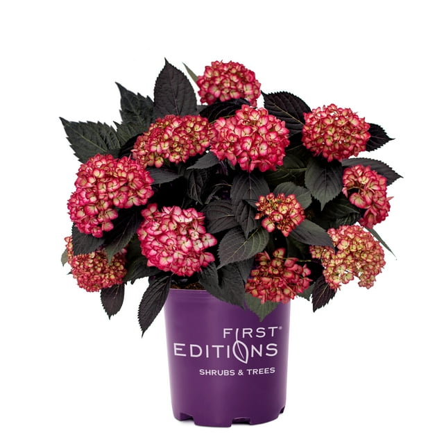 First Editions¬Æ Eclipse¬Æ Live Bigleaf Hydrangea with Dark Purple ...