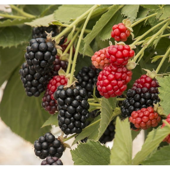Eclipse BlackBerry Plant - Live Plant in a 2 Inch Pot - Rubus - Fruit ...