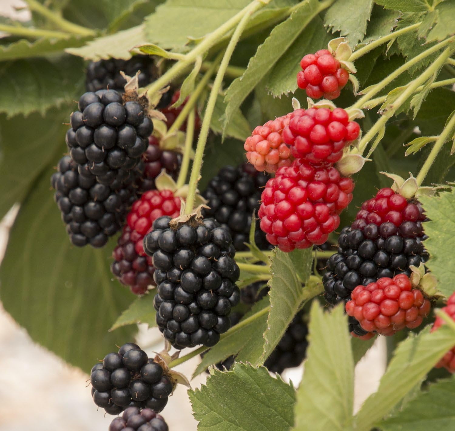 Eclipse BlackBerry Plant - Live Plant in a 2 Inch Pot - Rubus - Fruit ...