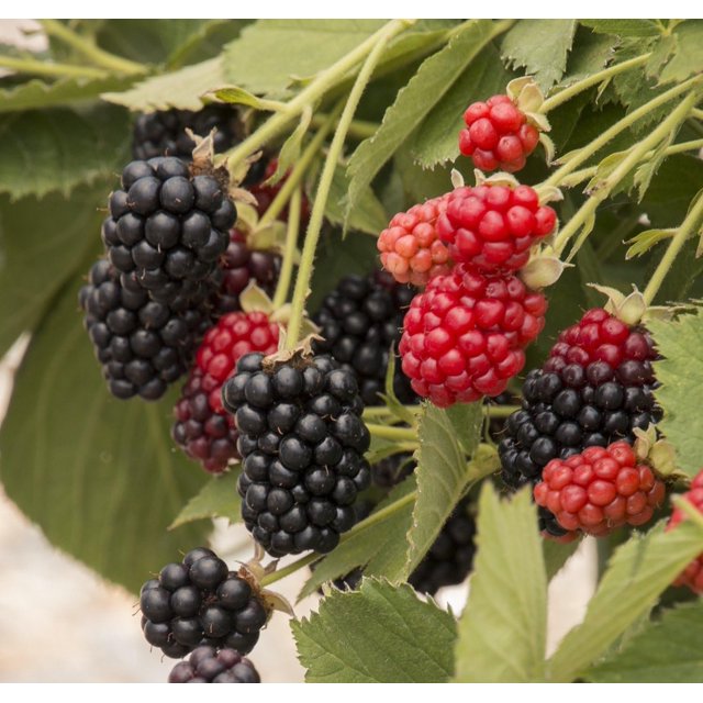 Eclipse BlackBerry Plant - Live Plant in a 2 Inch Pot - Rubus - Fruit ...