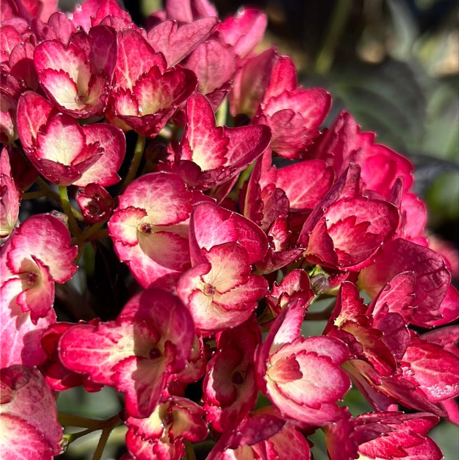 Eclipse® Hydrangea - 3 Gallon Pot - Walmart.com