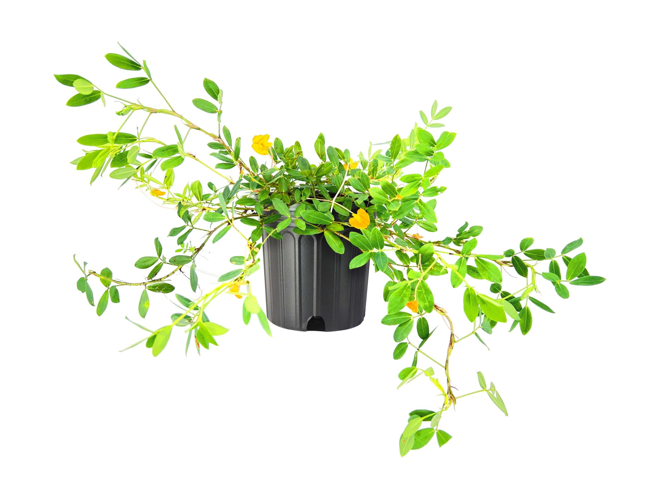 EcoTurf Perennial Peanut Grass 2 Large Gallon Size Plants Arachis ...