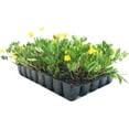 EcoTurf Perennial Peanut Grass - 20 Live Plants - Arachis Glabrata ...