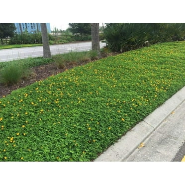 EcoTurf Perennial Peanut Grass 3 Large Gallon Size Plants Arachis ...