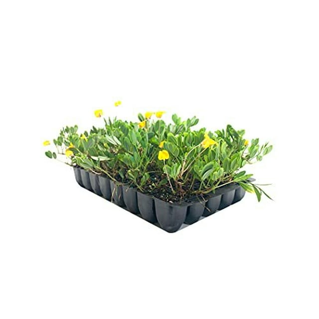 EcoTurf Perennial Peanut Grass - 3 Live Plants - Arachis Glabrata ...