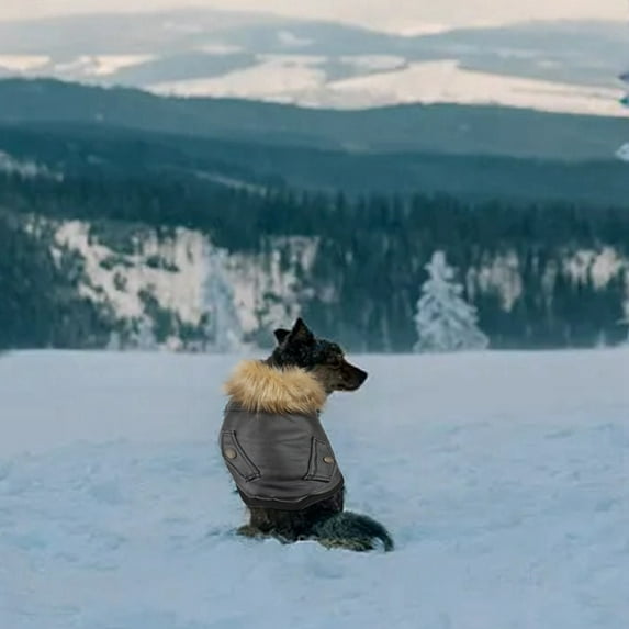 EcoVerve Stylish Winter Dog Coat: Faux Collar Leather Jacket For ...