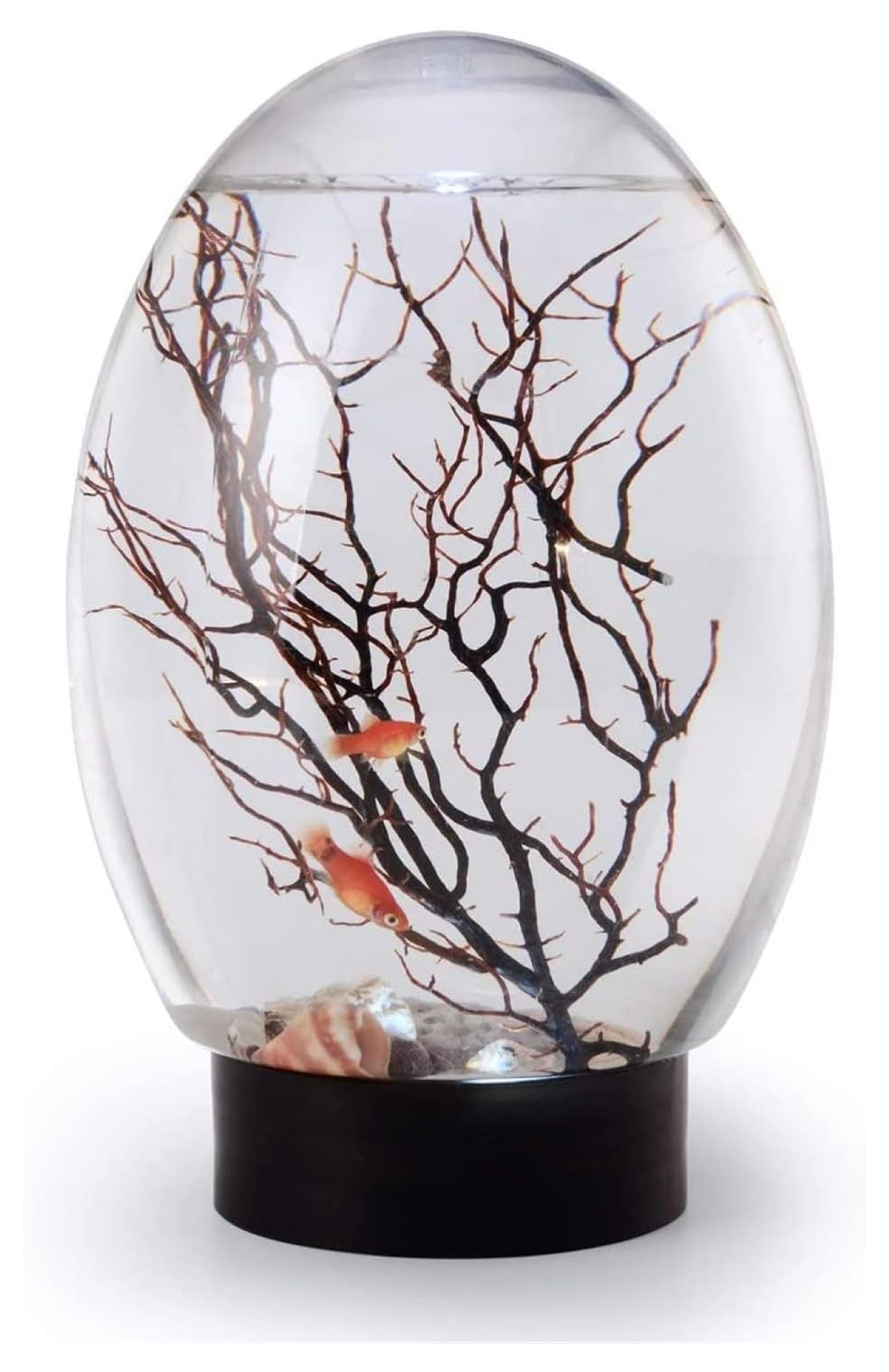 Ecosphere Desktop Fish Closed Spherical Fish Aquatic Ecosystem, with ...
