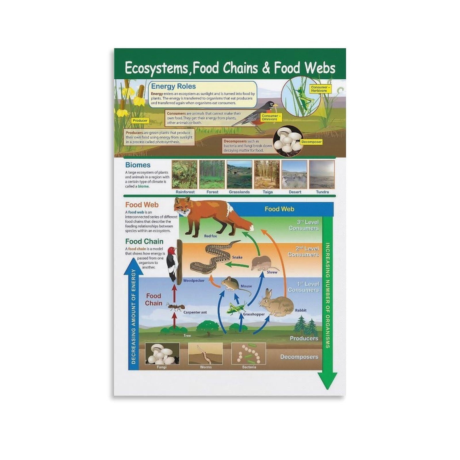 Ecosystems, Food Chains And Food Webs Canvas Wall Art Posters For Room ...