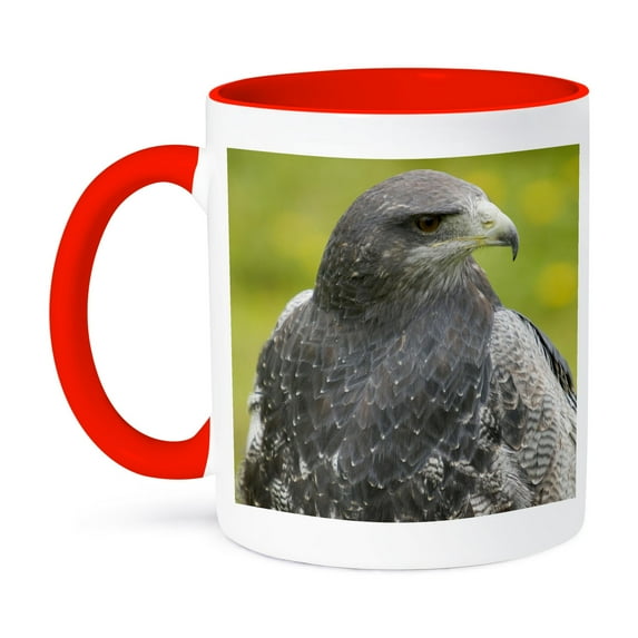 Ecuador, Barred Hawk Bird At Parque Condor - Sa07 Jme0799 - John And ...
