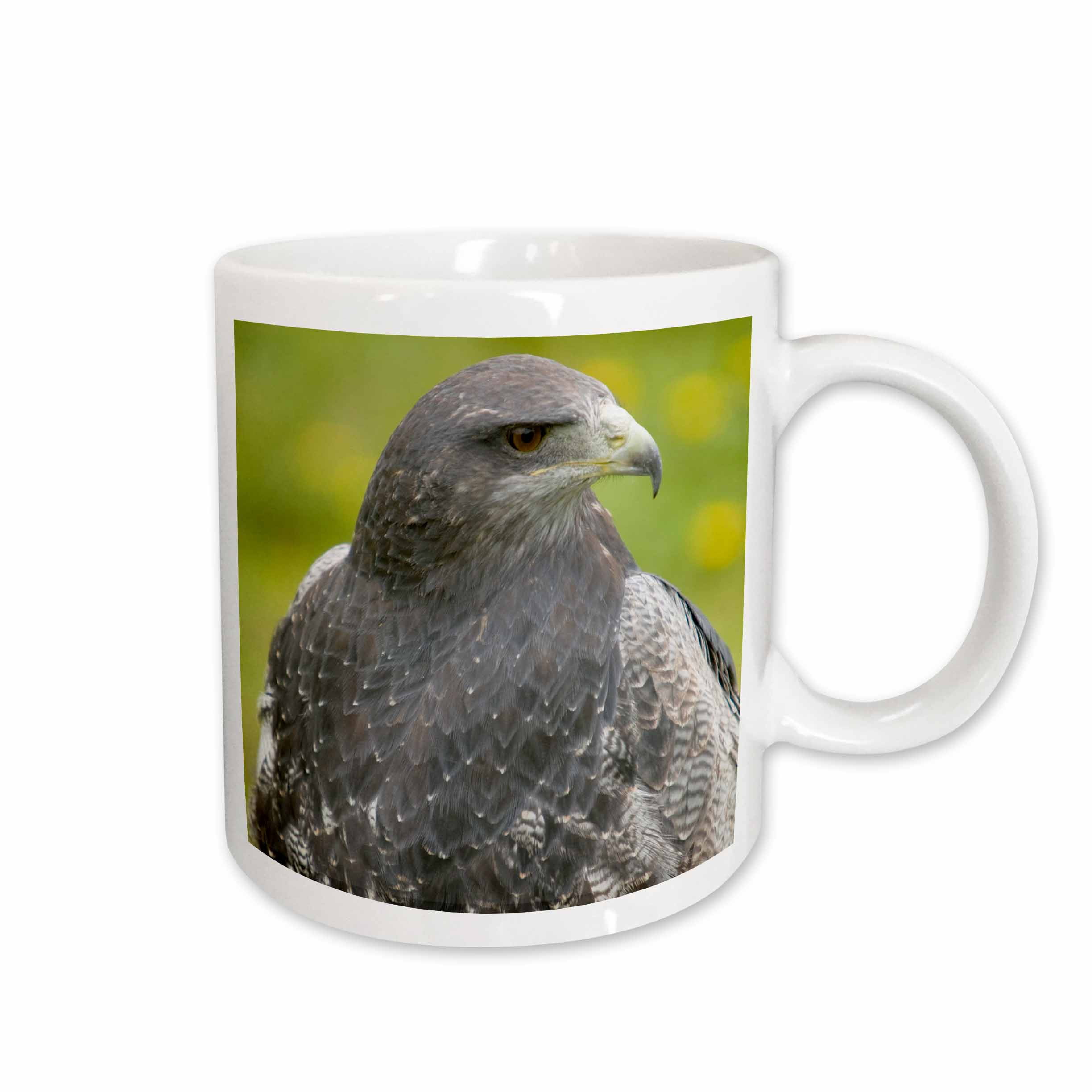 3drose, Ecuador, Barred Hawk Bird at Parque Condor - Sa07 Jme0799 ...