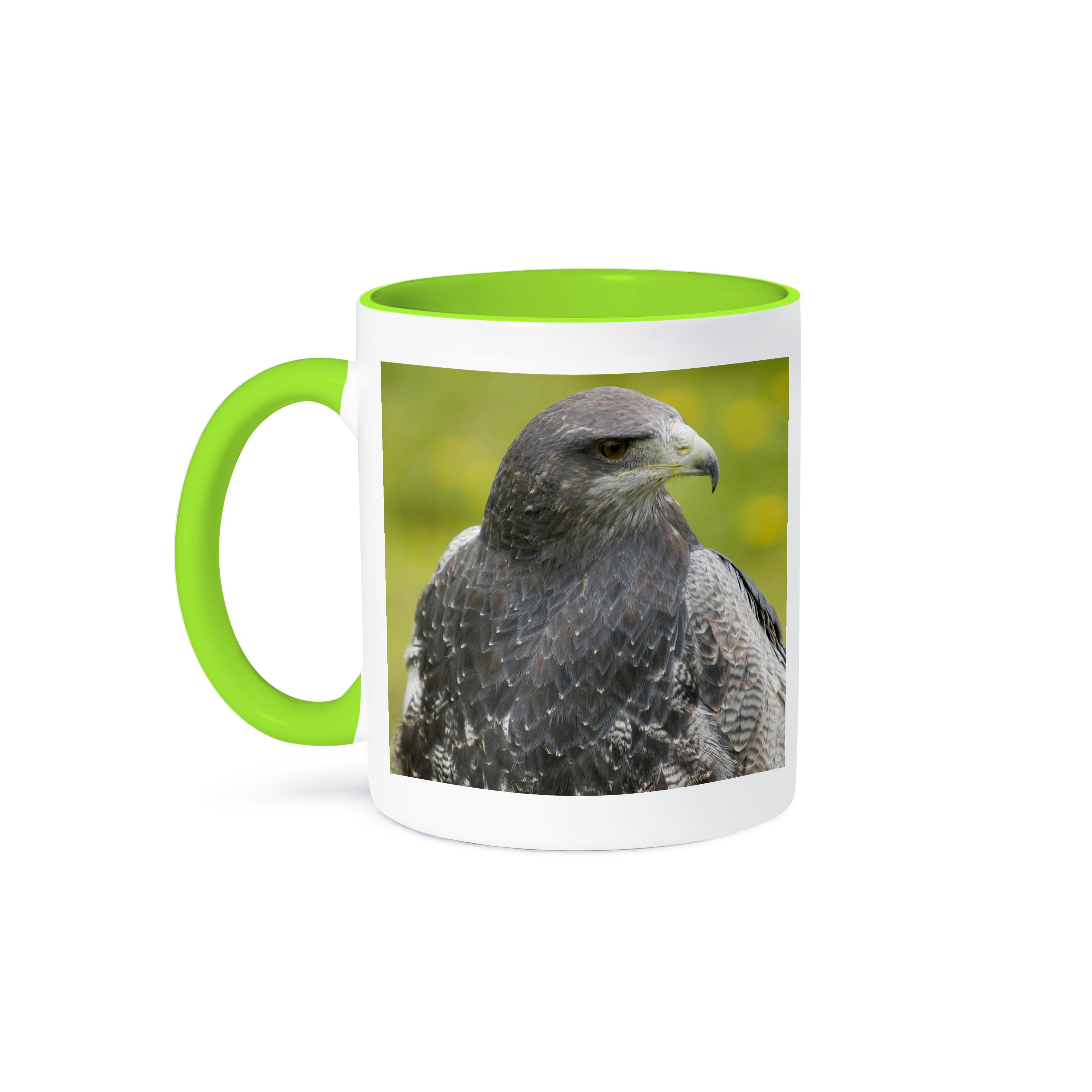 3dRose, Ecuador, Barred Hawk bird at Parque Condor - SA07 JME0799 ...