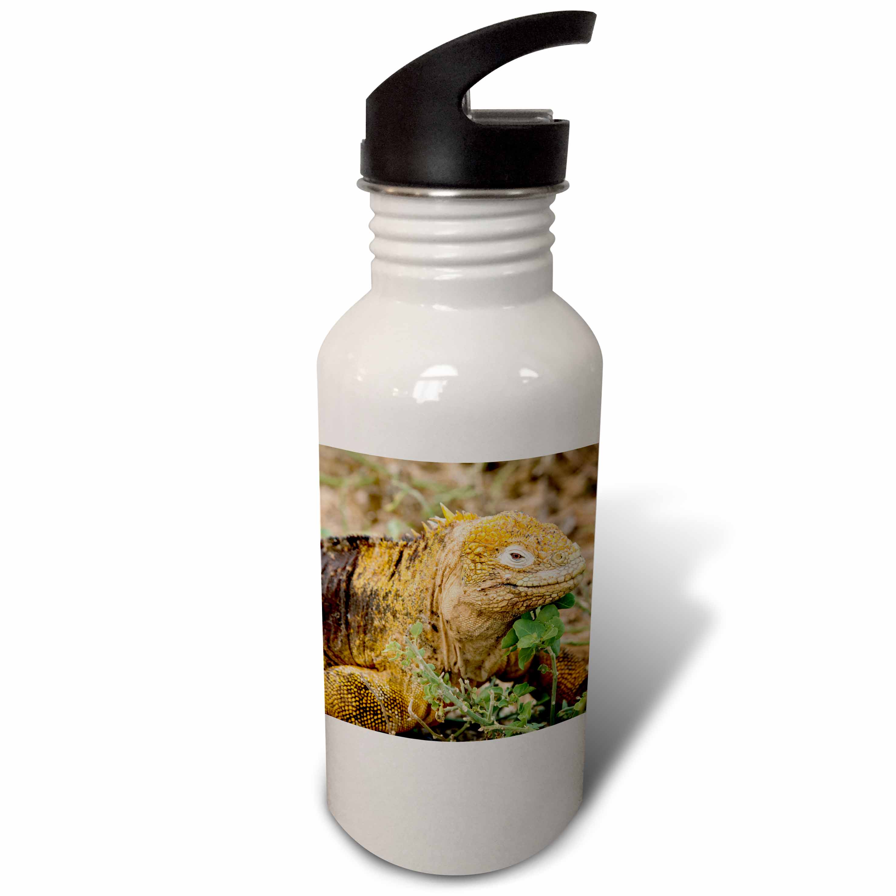 Ecuador, Galapagos, North Seymour. Land iguana, endemic species. 21 oz ...