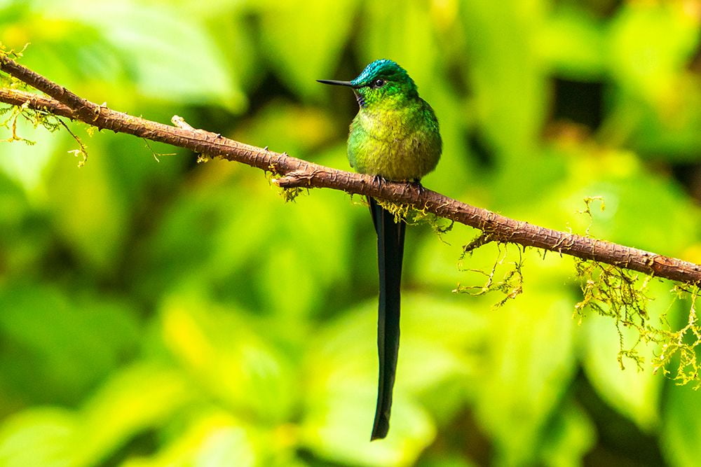 Ecuador-Guango. Long-tailed sylph hummingbird close-up. Poster Print ...