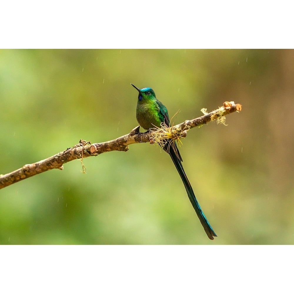Ecuador-Guango. Long-tailed sylph hummingbird close-up. Poster Print ...
