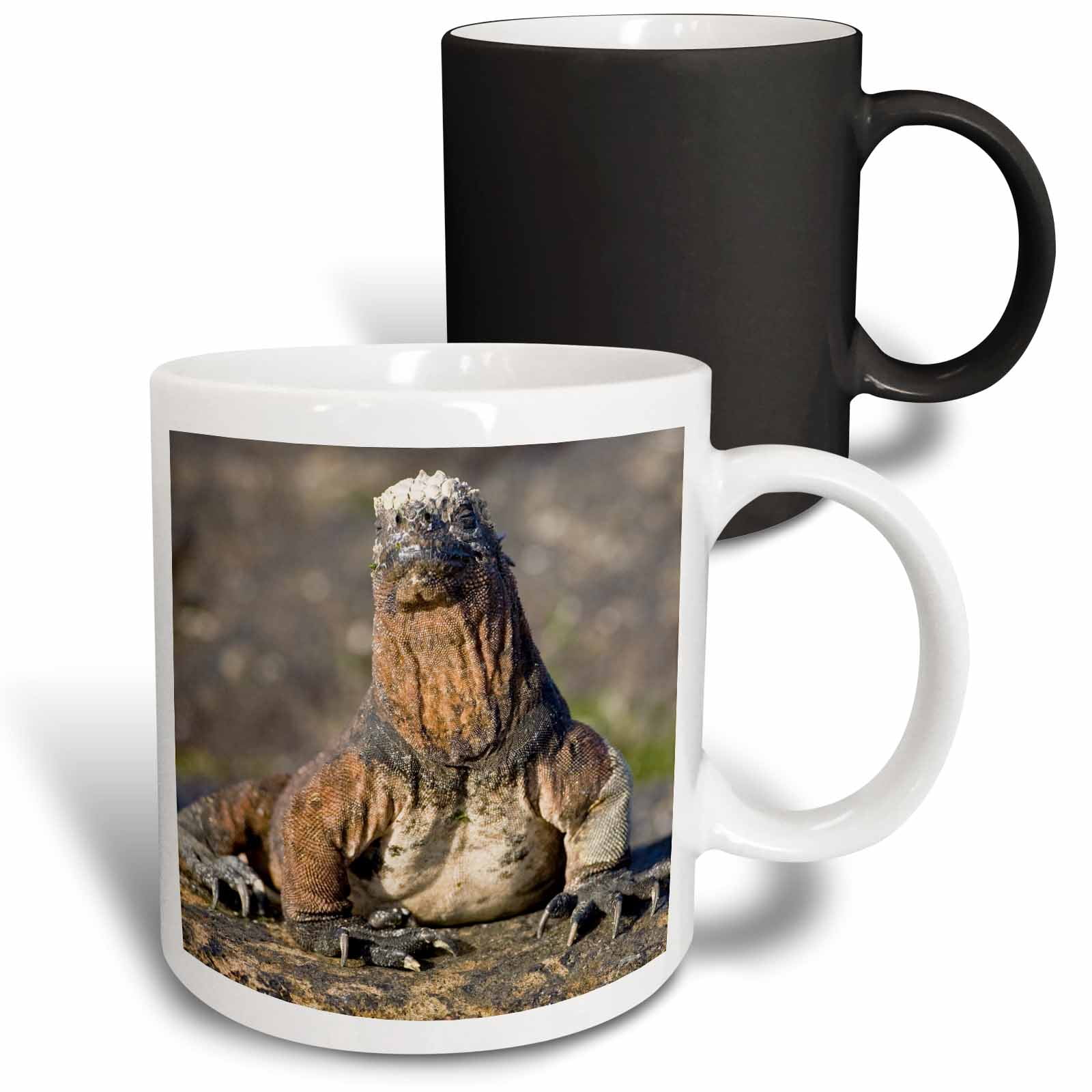 3drose, Ecuador. Marine Iguana, Galapagos Islands - Sa07 Rbe0065 ...