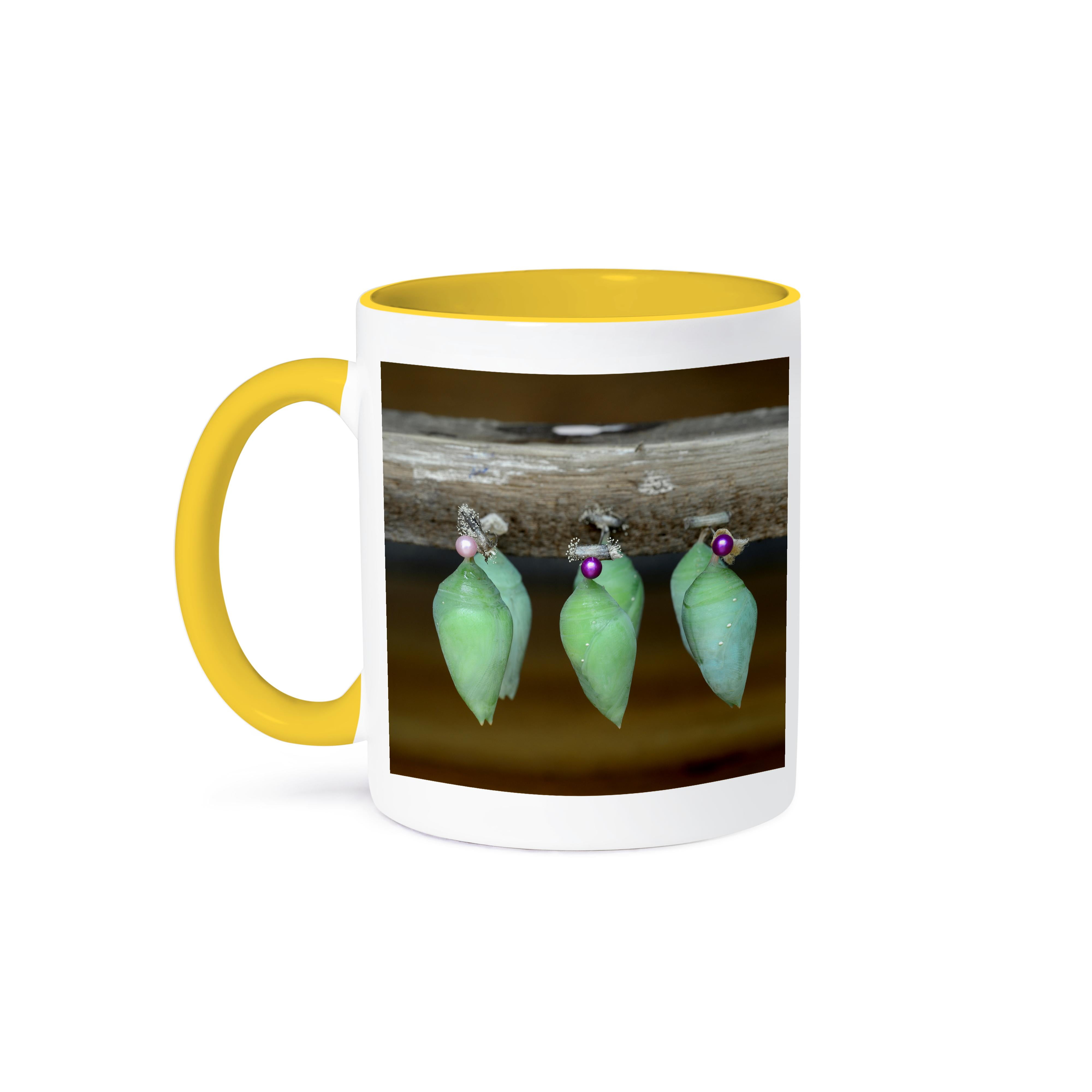 3drose, Ecuador, Orellana, Napo River. Chrysalis at La Selva Butterfly ...