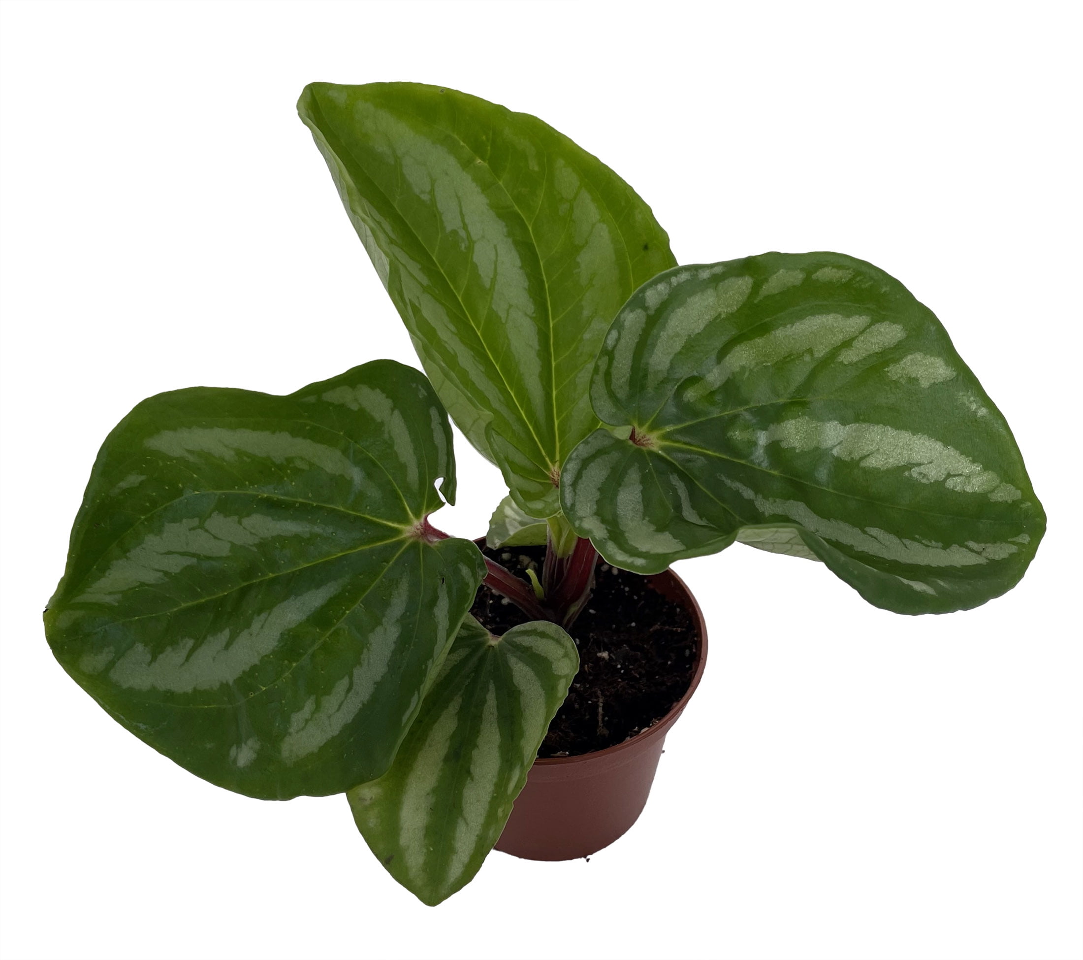 Ecuador Peperomia Plant - 4" Pot - Collector's Series - Walmart.com