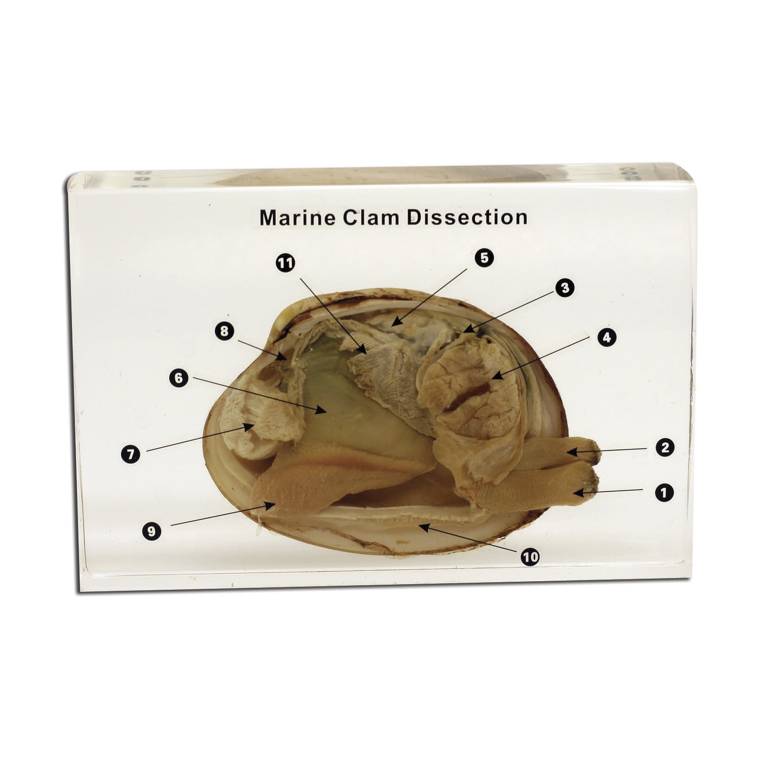 Ed Speldy Dissection Specimen Block - Marine Clam - Walmart.com