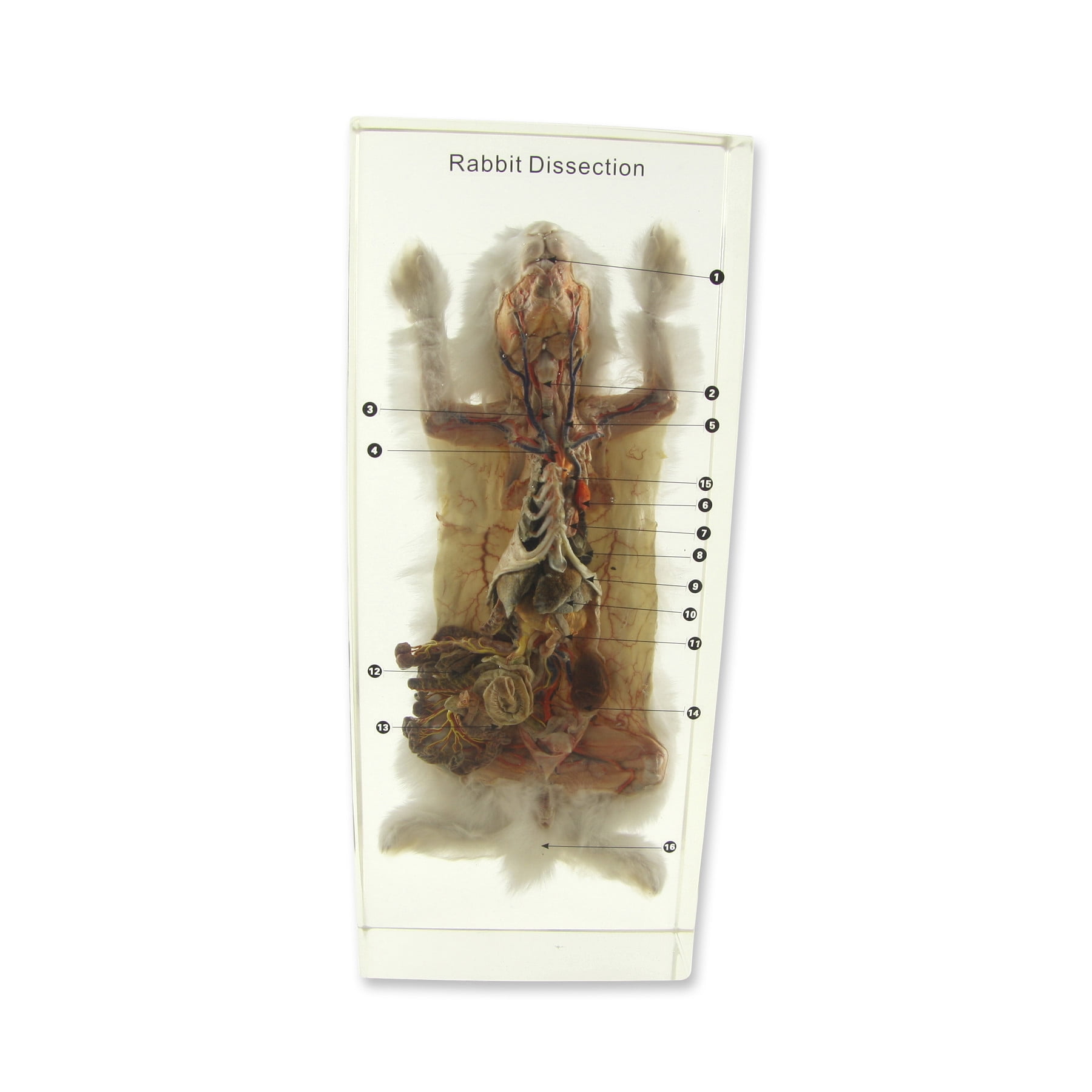 Dissection Specimen