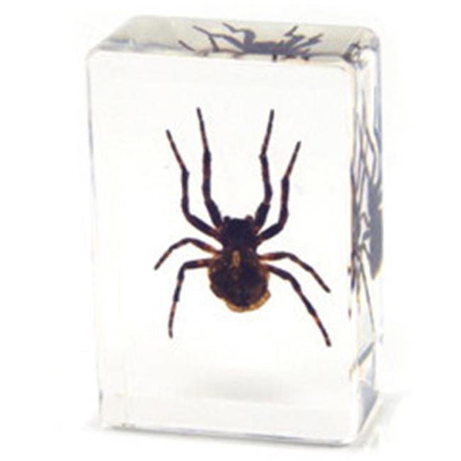 Ed Speldy East PW114 Small Paperweight - Spider - Walmart.com