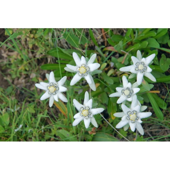 Edelweiss Flower Seeds for Planting (30 Seeds) - Leontopodium alpinum ...
