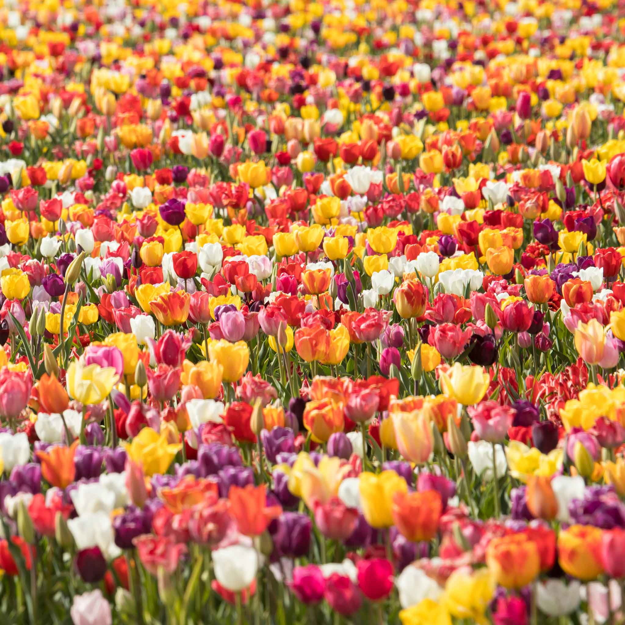 Eden Brothers 60 Days of Tulips - Long Lasting Mix Non-GMO Bulbs for ...