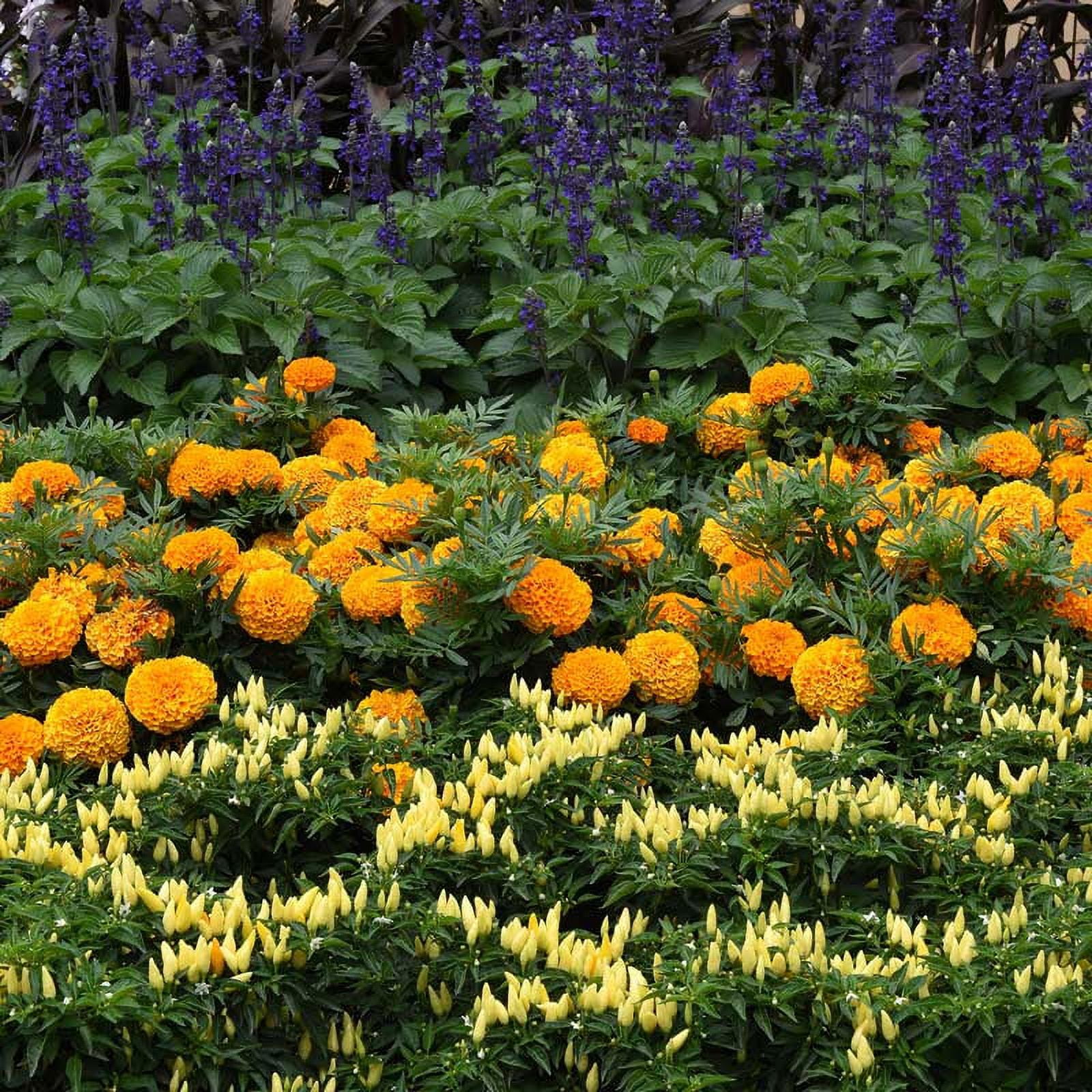 Eden Brothers African Marigold Seeds - Taishan Orange - Walmart.com