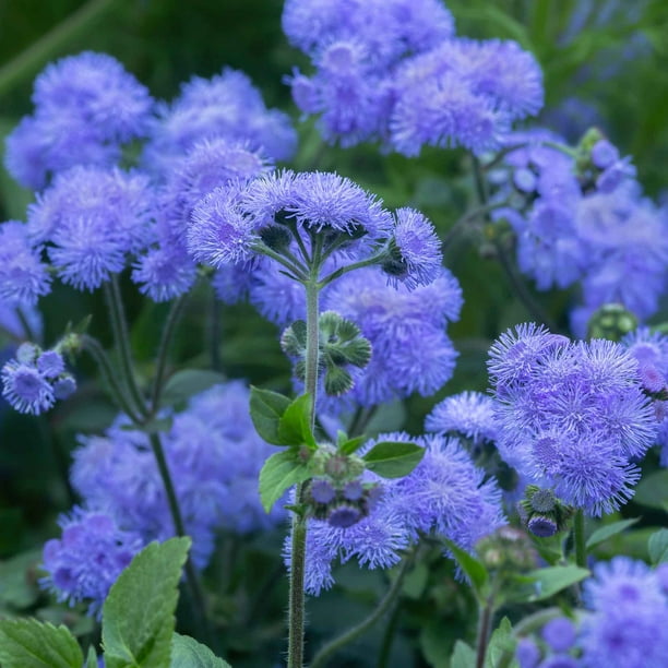 Eden Brothers Ageratum Seeds - Dondo Blue - Walmart Business Supplies