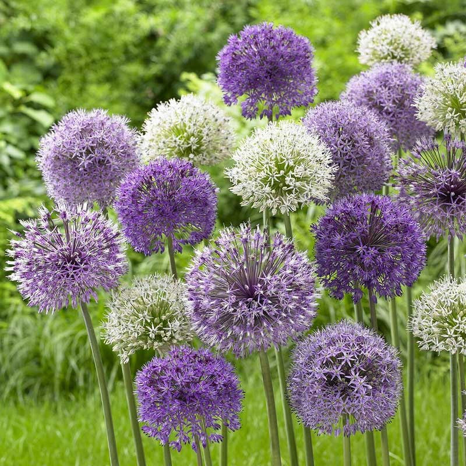 Eden Brothers Allium Bulbs - All-In-One Mix - Walmart.com