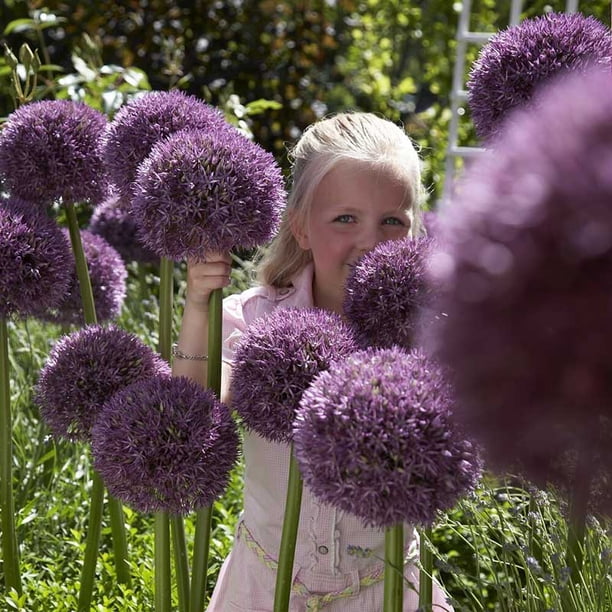 Eden Brothers Allium Bulbs (Giant) - Pinball Wizard - Walmart Business ...