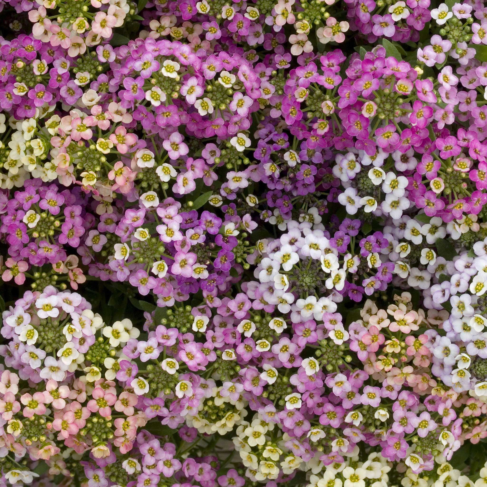 Eden Brothers Alyssum Seeds - Paletta Mix - Walmart Business Supplies